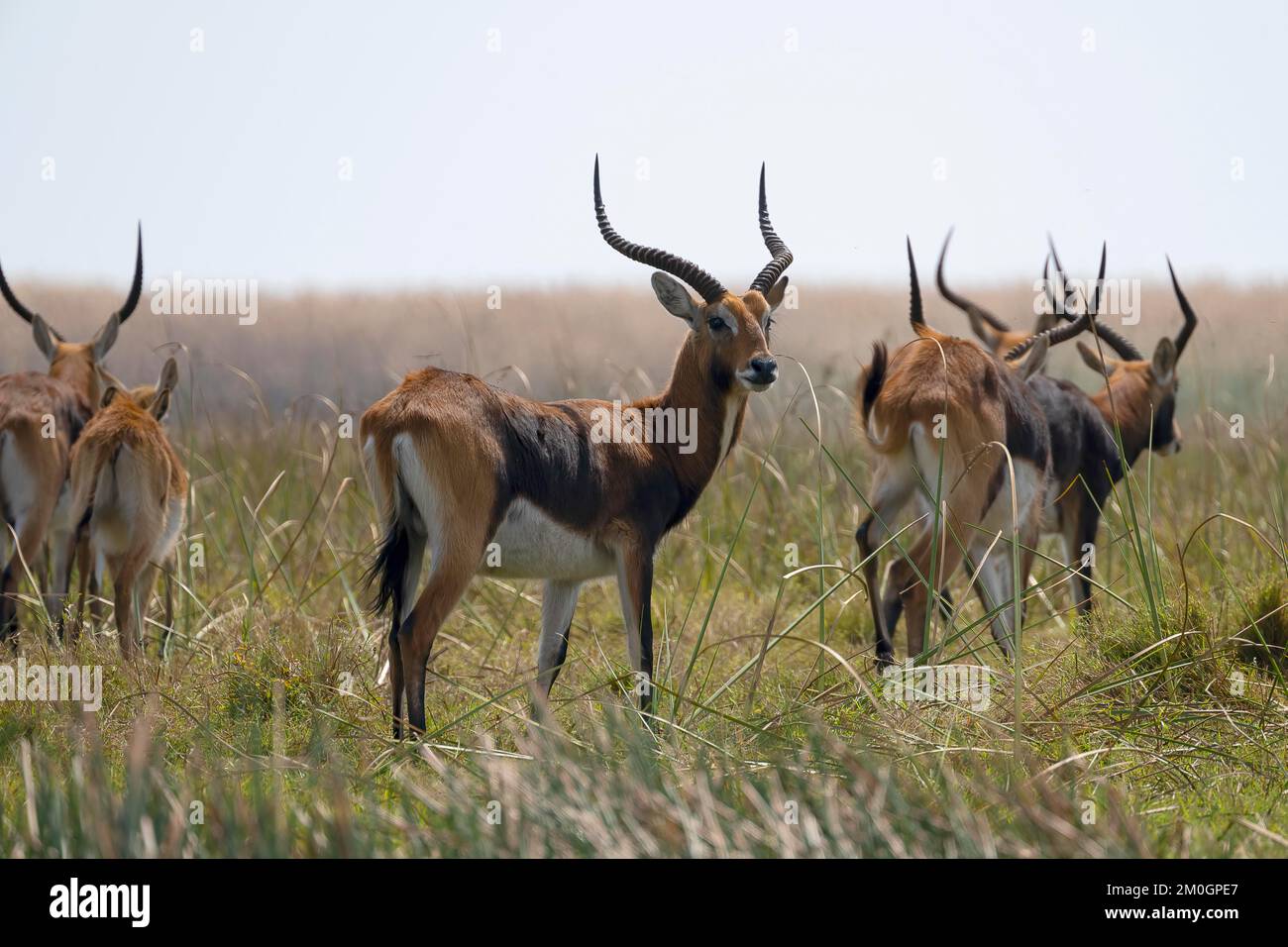 Black lechwes (Kobus leche smithemani), African antelope of the ...
