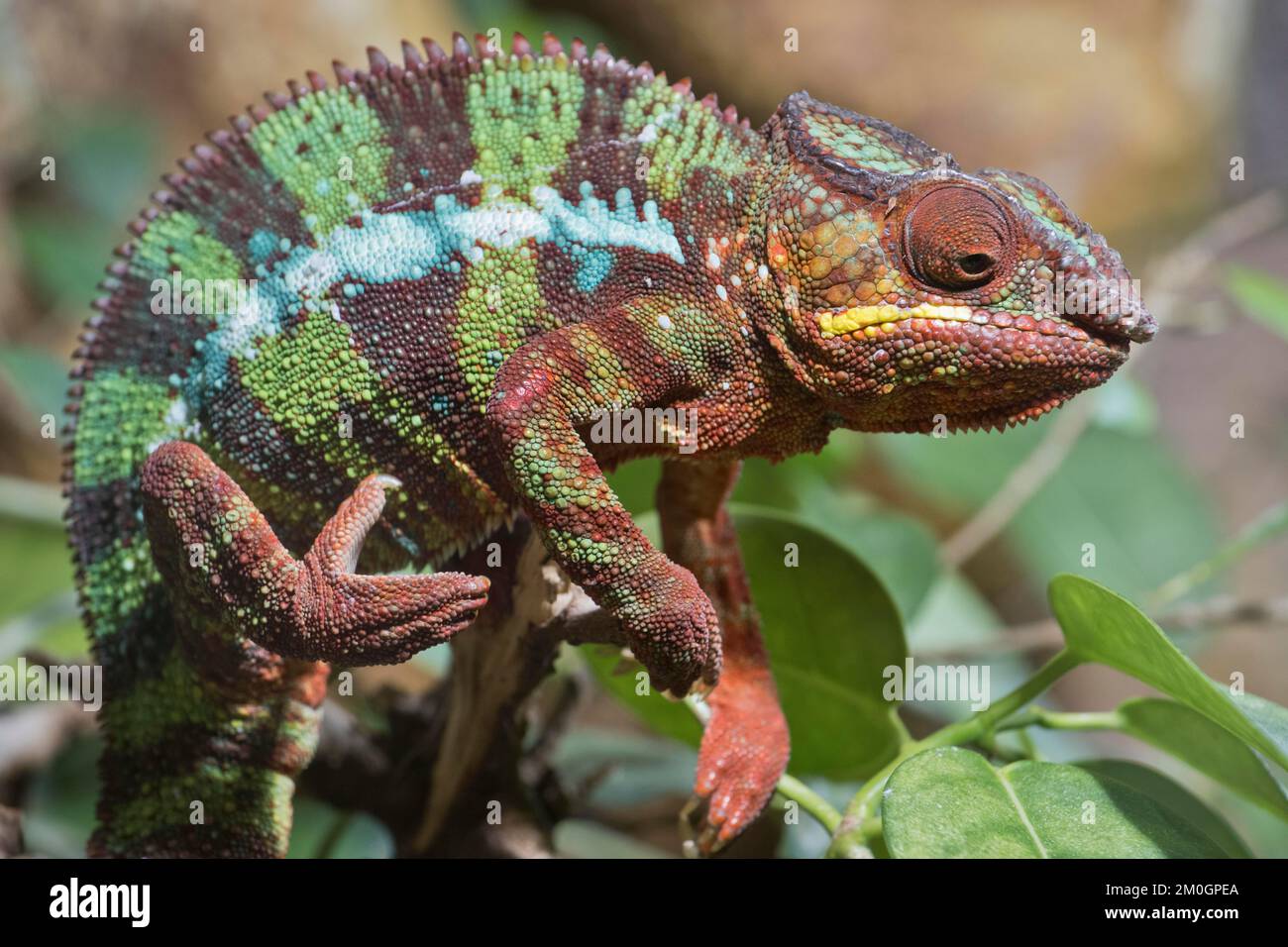 Panther chameleon (Furcifer pardalis), Botanica, Bremen, Germany ...