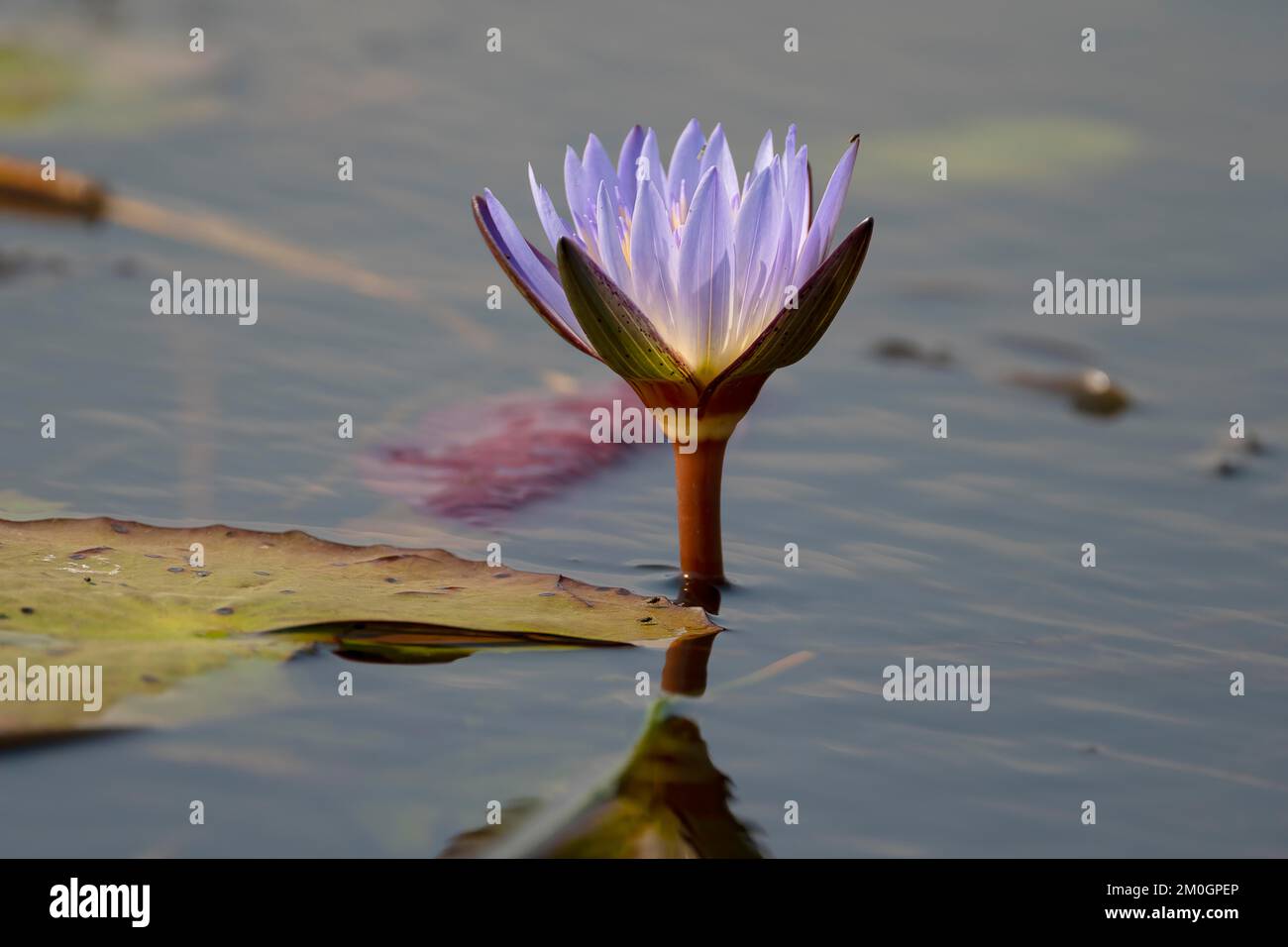Water lily (Nymphaea), Bangweulu Swamps, Zambia, Africa Stock Photo - Alamy