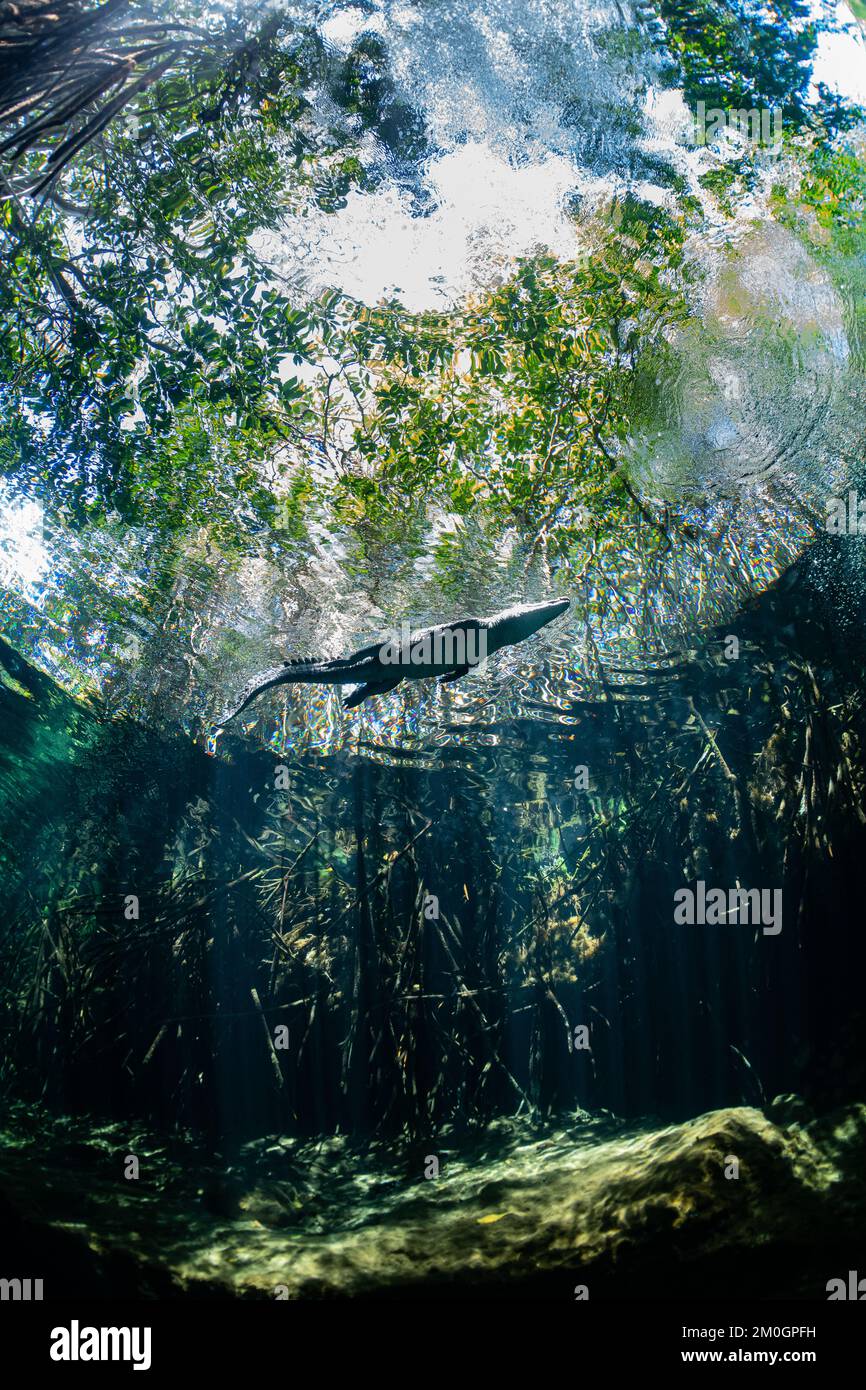 Tulum and cave diver and cenote hi-res stock photography and images - Alamy