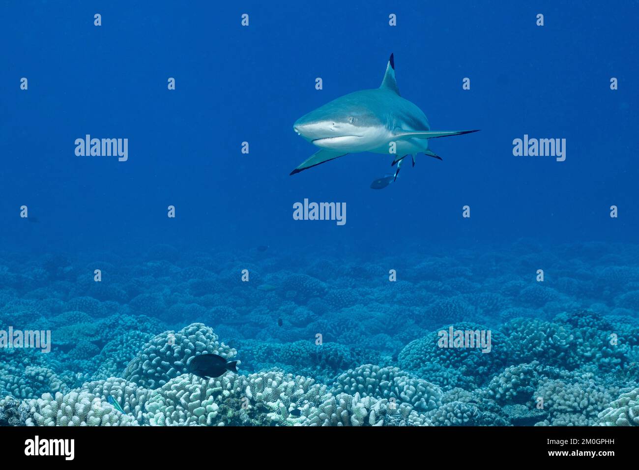 Shark hunting hi-res stock photography and images - Alamy