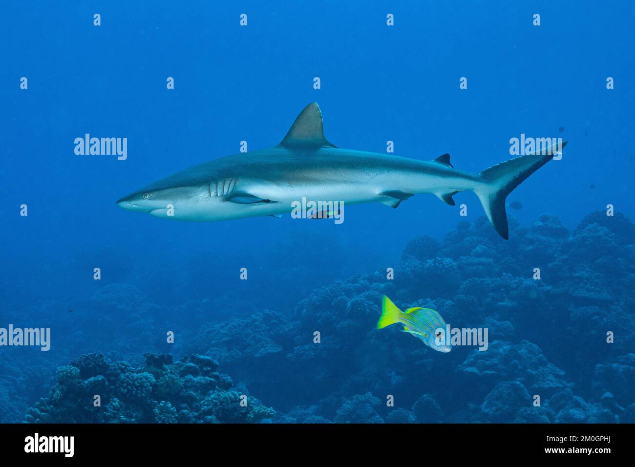 Grey reef shark polynesia hi-res stock photography and images - Alamy