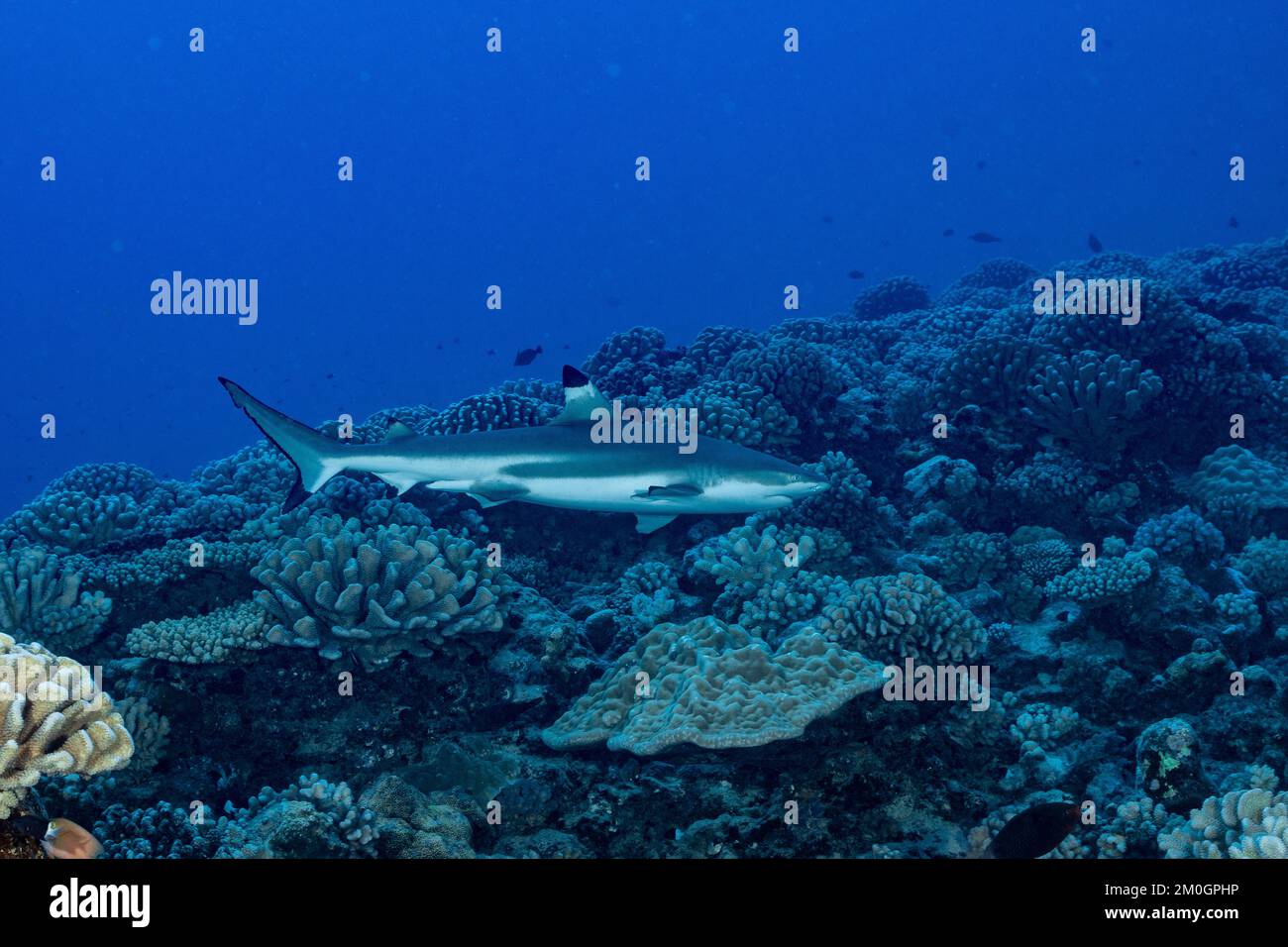 blacktip shark hunting on a polynesian coral reef Stock Photo - Alamy