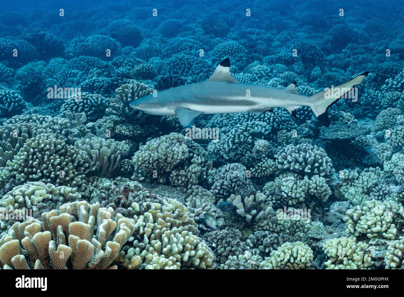 Shark hunting hi-res stock photography and images - Alamy