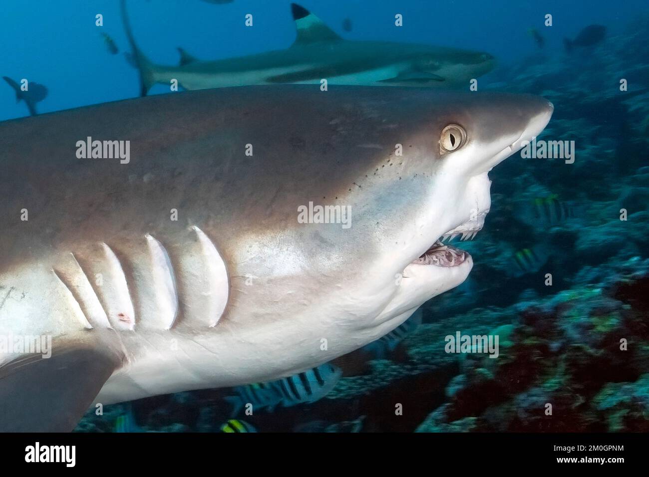 Shark profile hi-res stock photography and images - Alamy