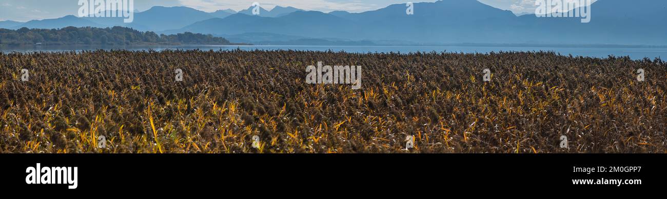 Strip of reeds, thatch (hragmites australis) at Lake Chiemsee, in the ...