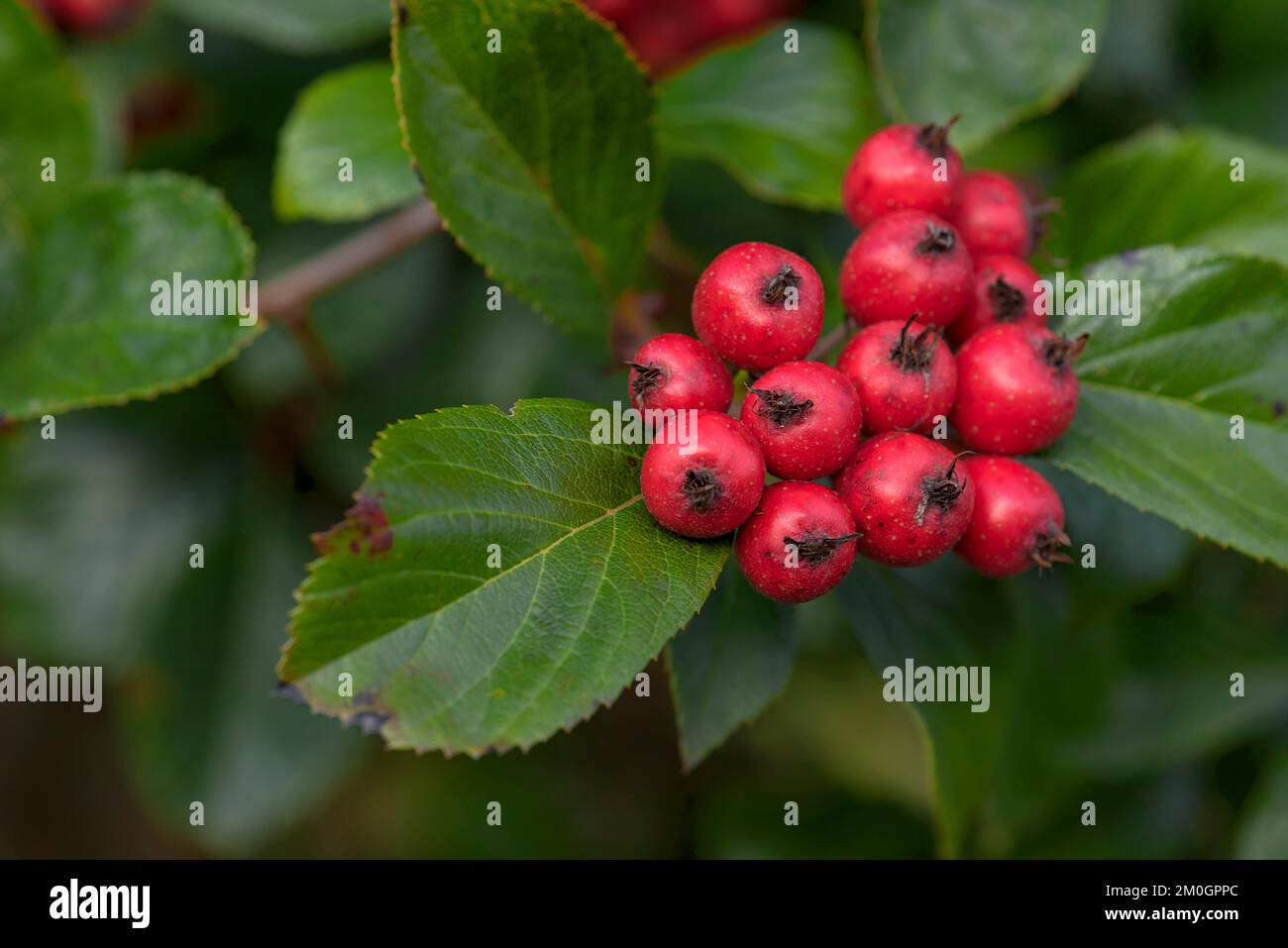 Fruits of the Whitebeam (Sorbus aria), Bavaria, Germany, Europe Stock ...