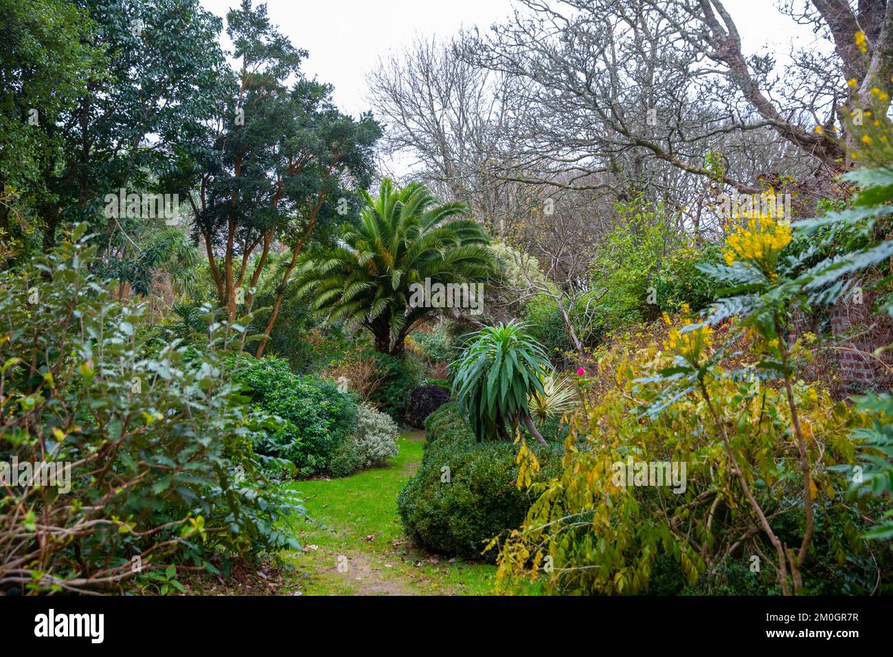 A palm tree in the grounds of Tregenna Castle in St Ives, Cornwall ...