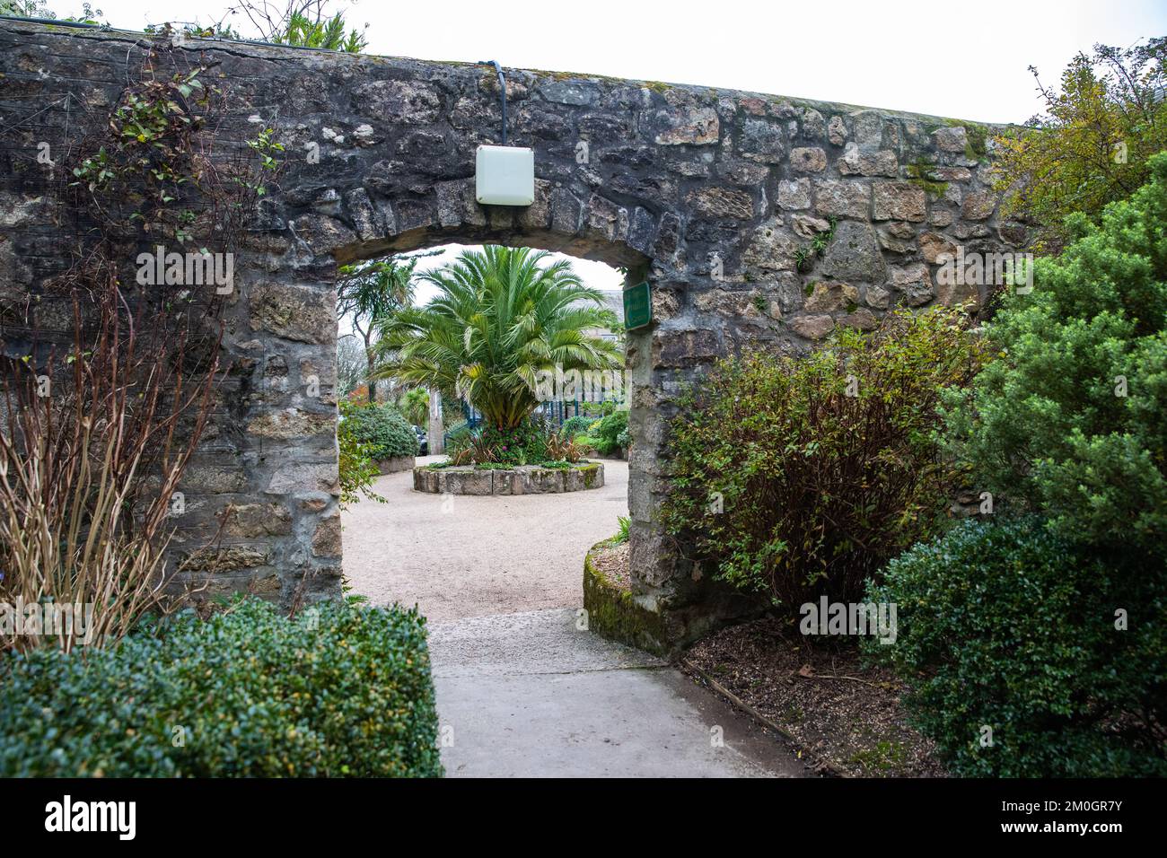 A palm tree in the grounds of Tregenna Castle in St Ives, Cornwall ...