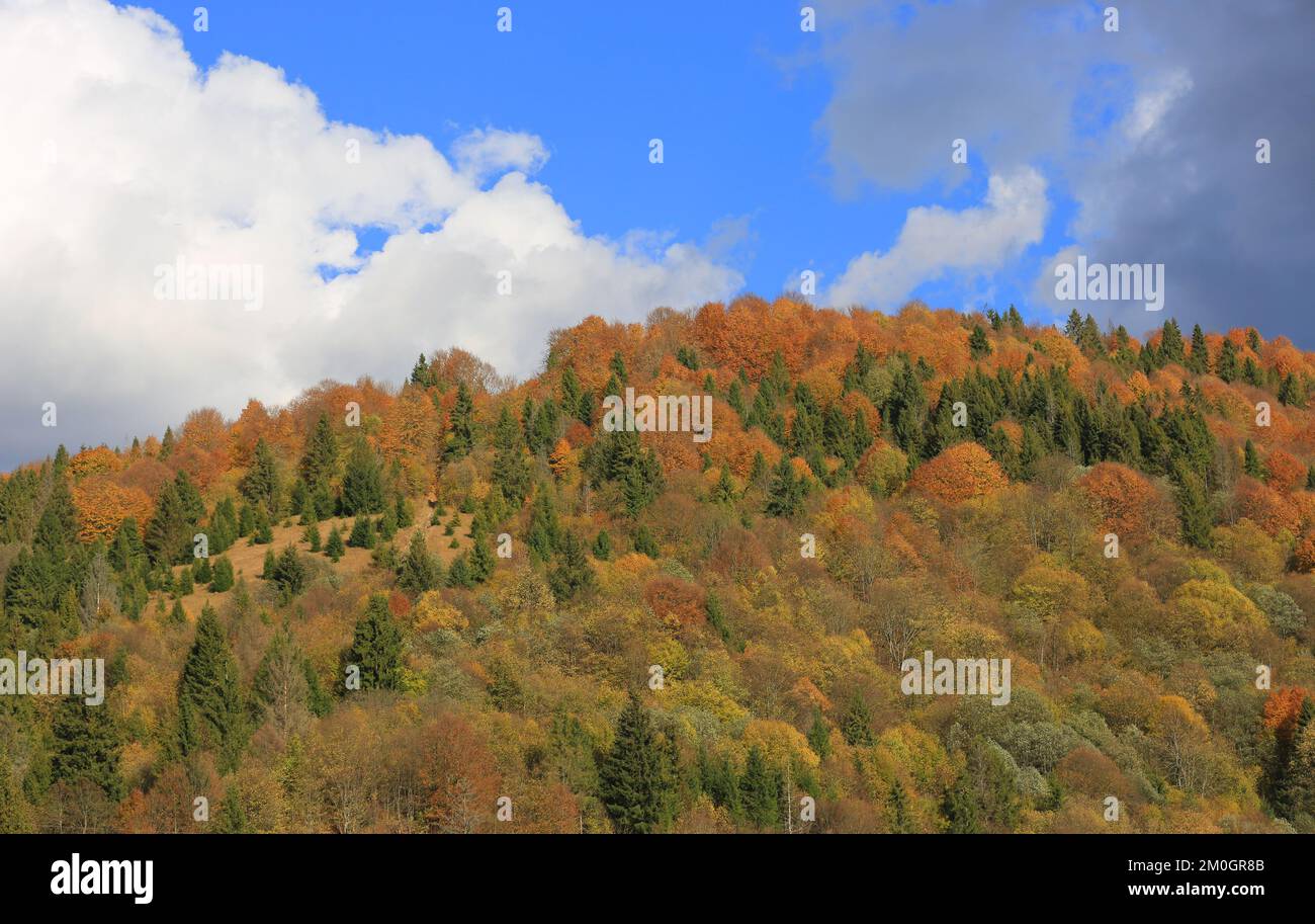 Autumn forest on mountain slope under clouds in sky Stock Photo - Alamy
