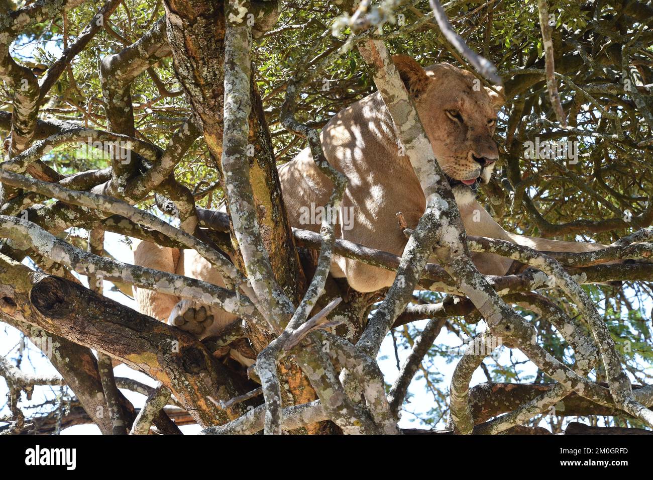 Lion (Panthera leo) Lioness, tree lion on an acacia tree in Kenya Stock ...