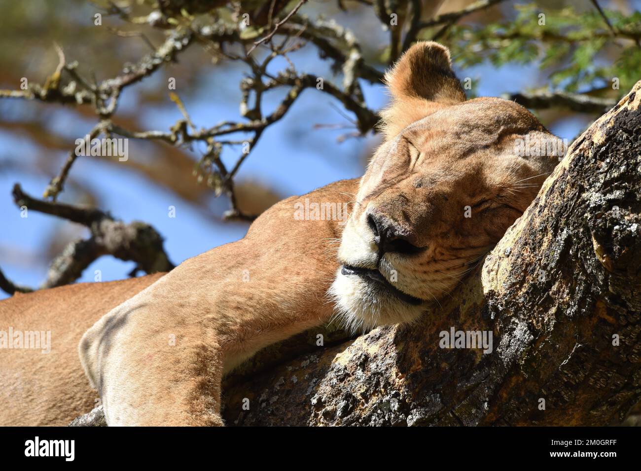 Lion (Panthera leo) Lioness, tree lion sleeping on an acacia tree in ...