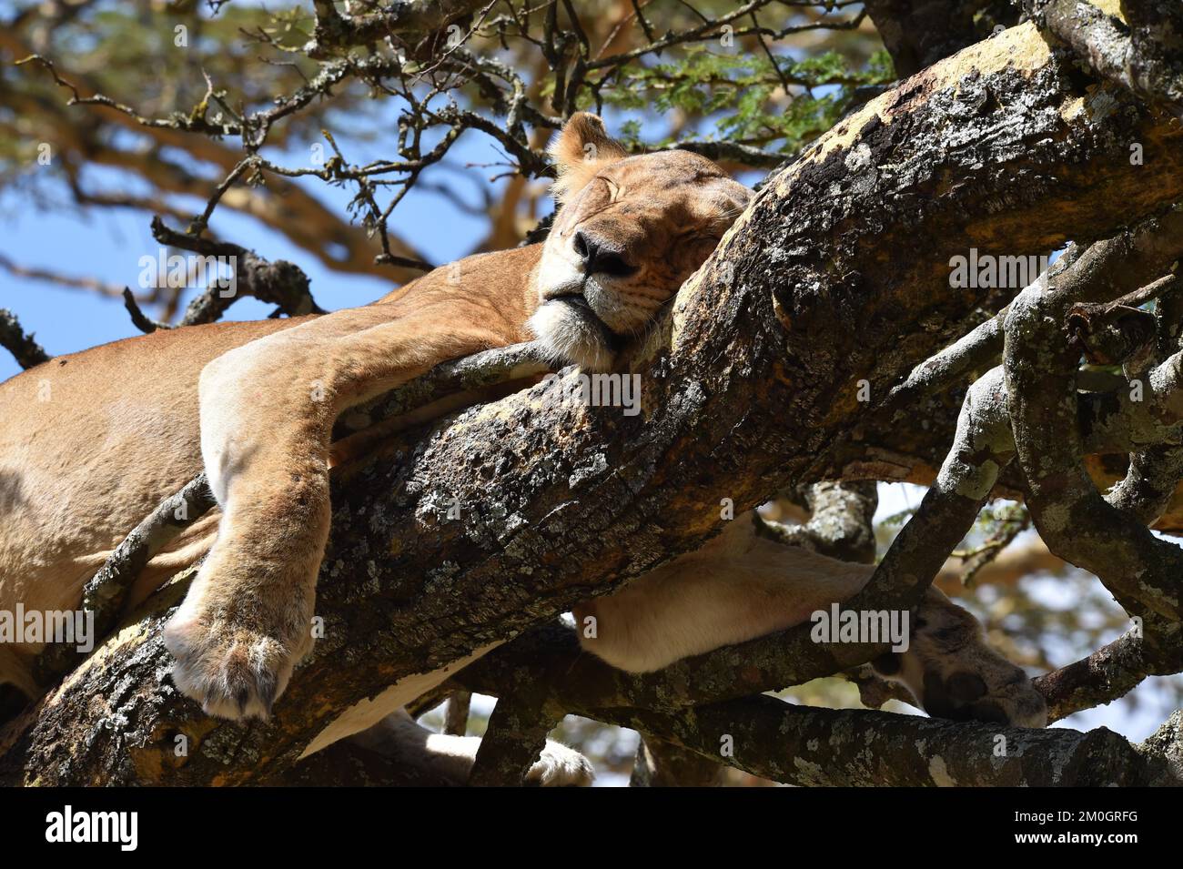 Lion (Panthera leo) Lioness, tree lion sleeping on an acacia tree in ...