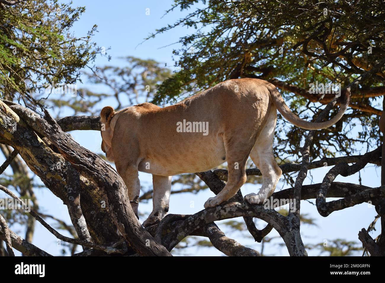Lion (Panthera leo) Lioness, tree lion on an acacia tree in Kenya Stock ...
