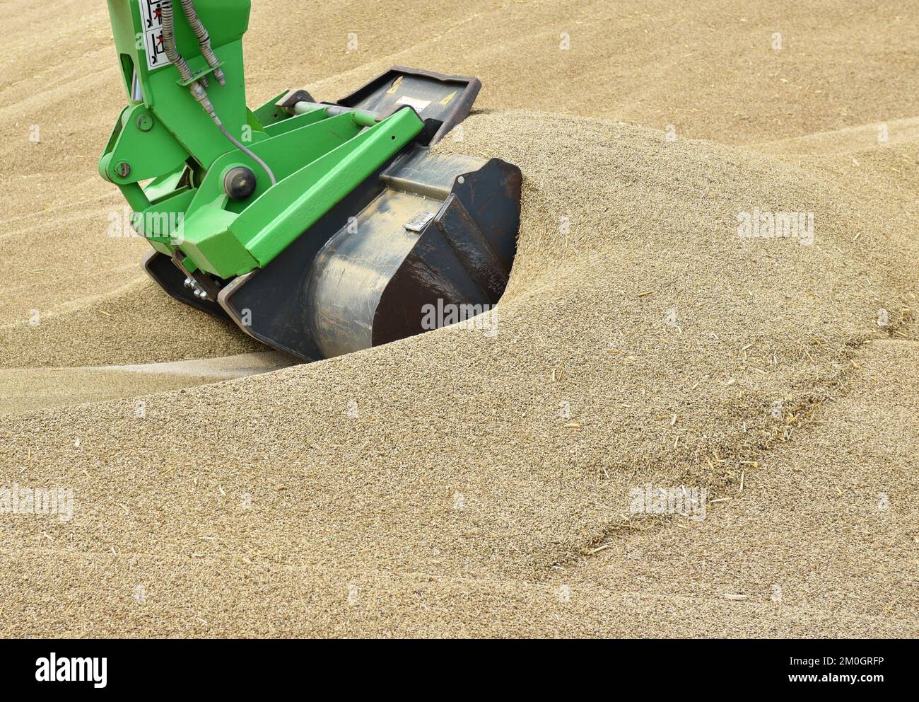 Wheel loader shifts grain in a warehouse, Schleswig-Holstein, Germany ...