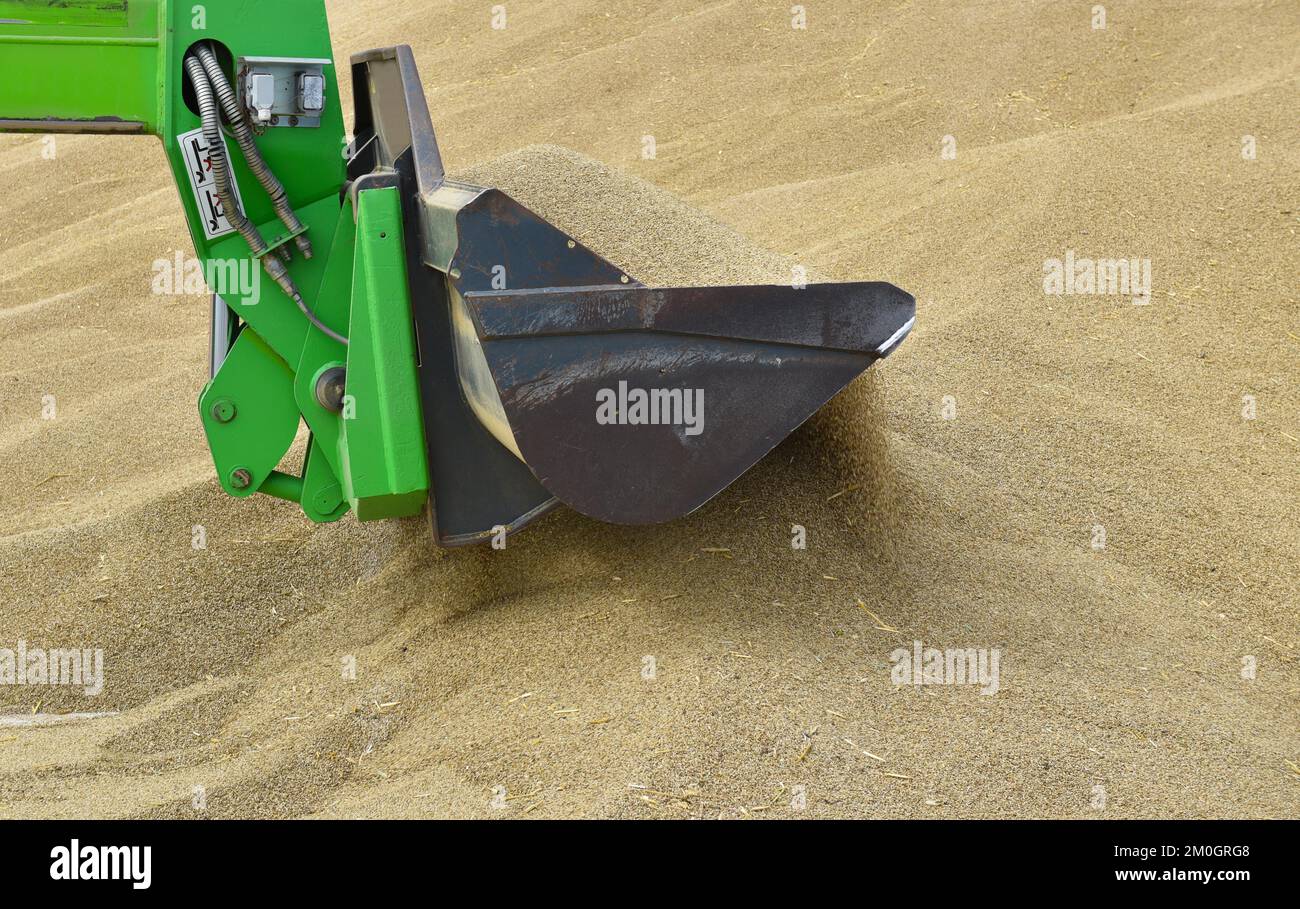 Wheel loader shifts grain in a warehouse, Schleswig-Holstein, Germany ...