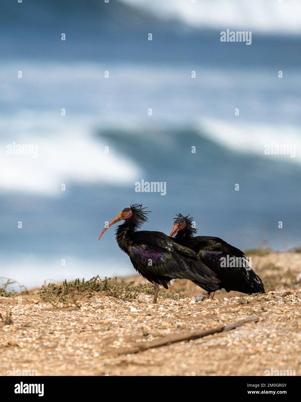 Northern Bald Ibis, Geronticus eremita, Souss-Massa National Park ...