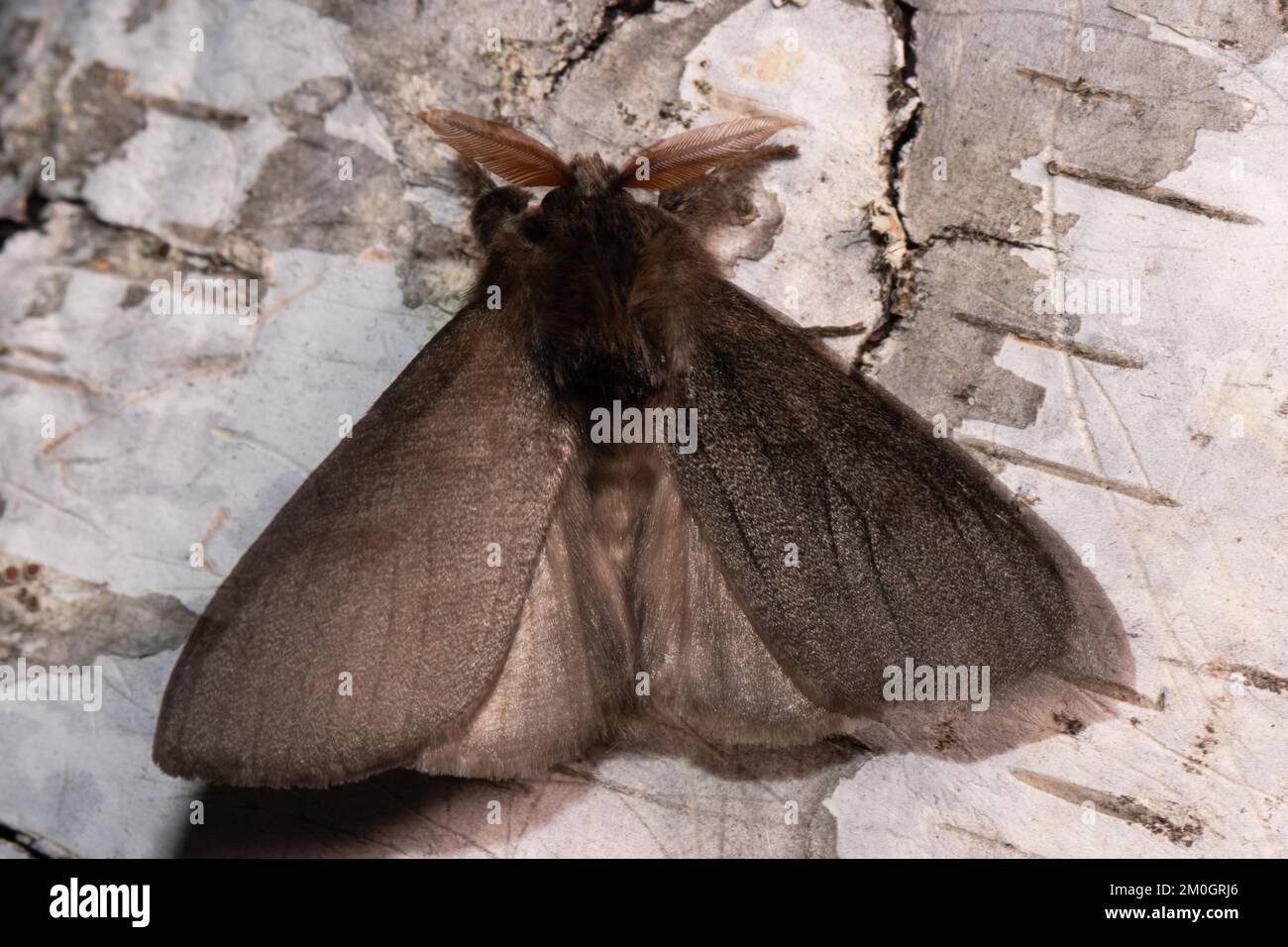 Beech redstart male moth with open wings sitting on tree trunk from ...
