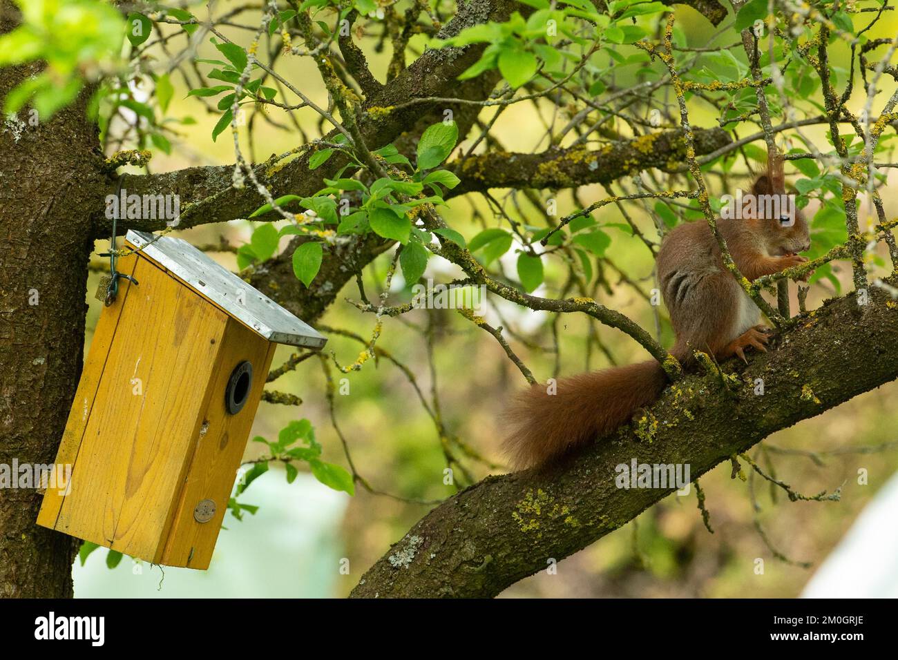 Squirrel holding nut in hands sitting on branch next to bird's nest box ...