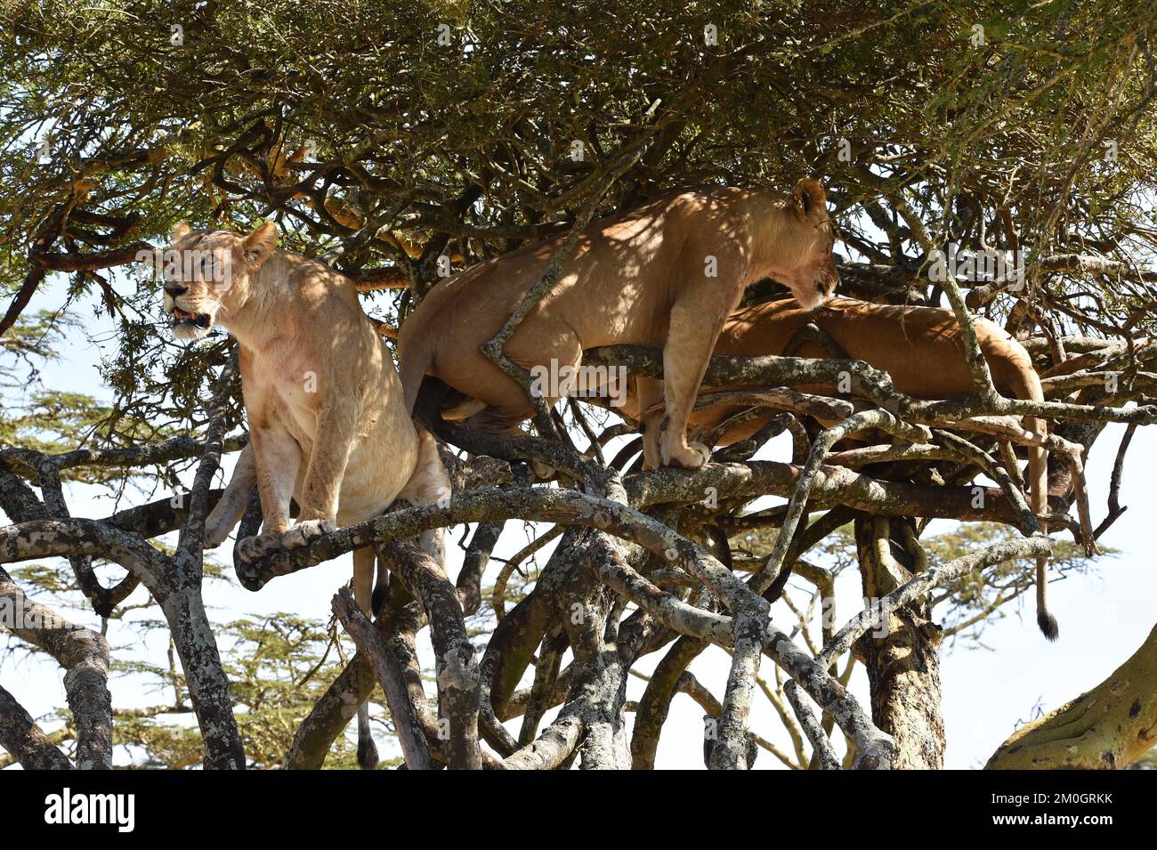 Lioness tree hi-res stock photography and images - Alamy