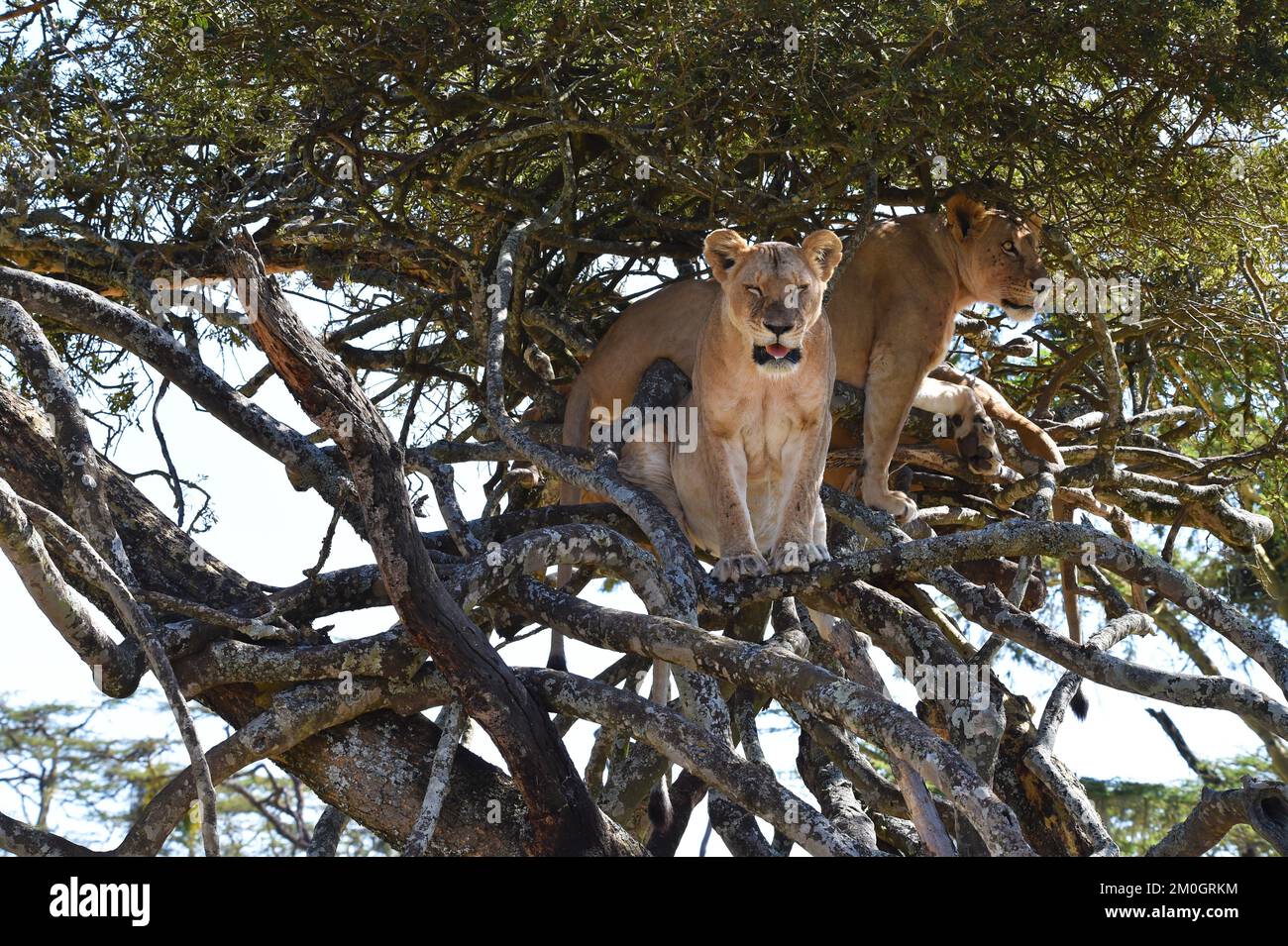 Lions (Panthera leo) Lioness, tree lion on an acacia tree in Kenya ...