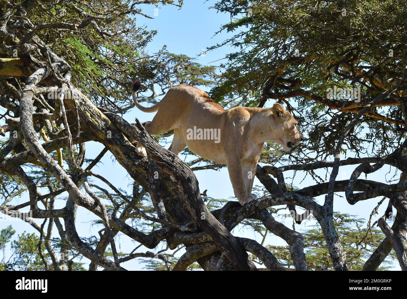 Lion (Panthera leo) Lioness, tree lion on an acacia tree in Kenya Stock ...