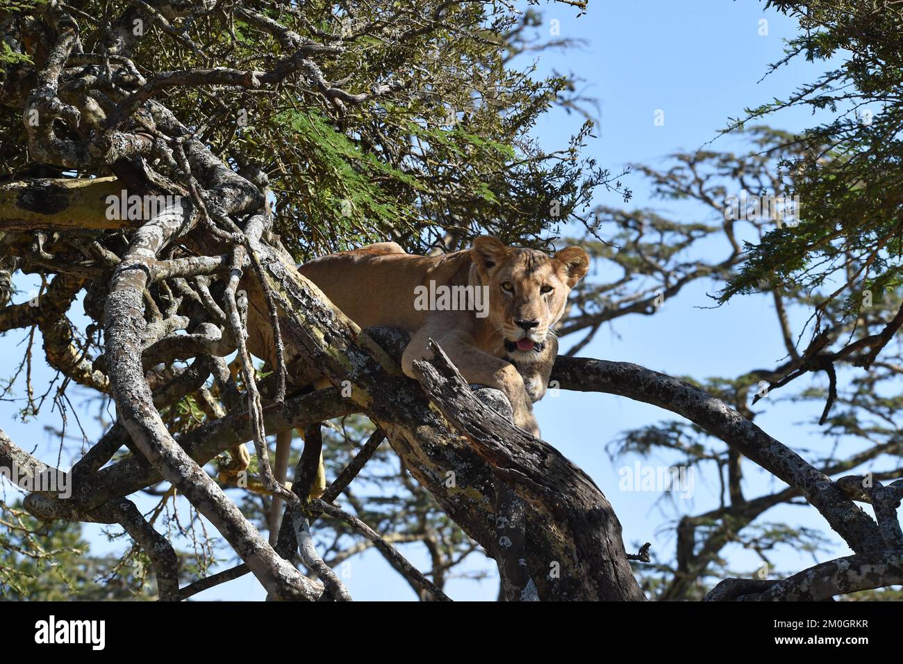 Lion (Panthera leo) Lioness, tree lion on an acacia tree in Kenya Stock ...