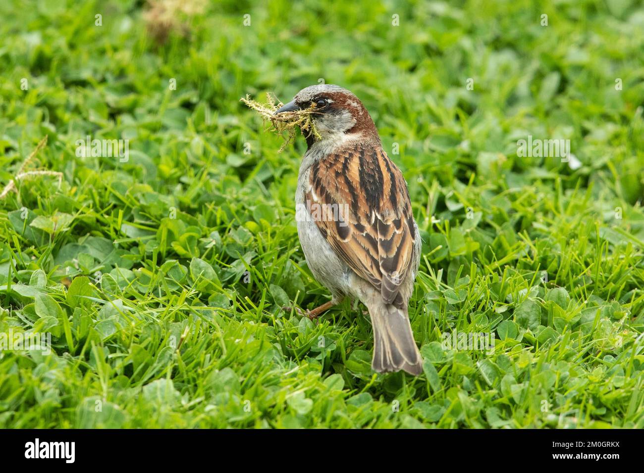 House Sparrow Old bird with nesting material in beak standing in green ...