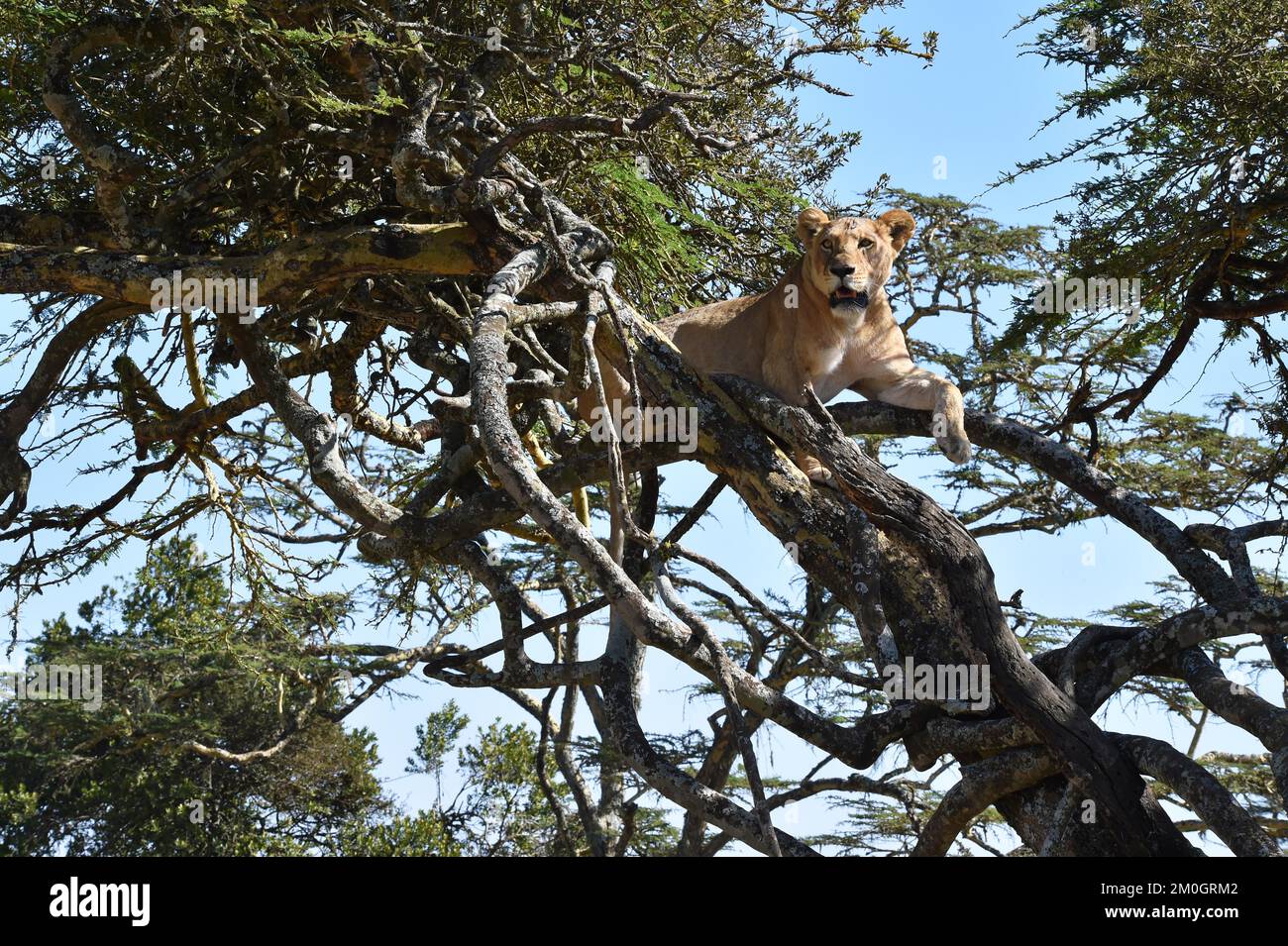Lion (Panthera leo) Lioness, tree lion on an acacia tree in Kenya Stock ...