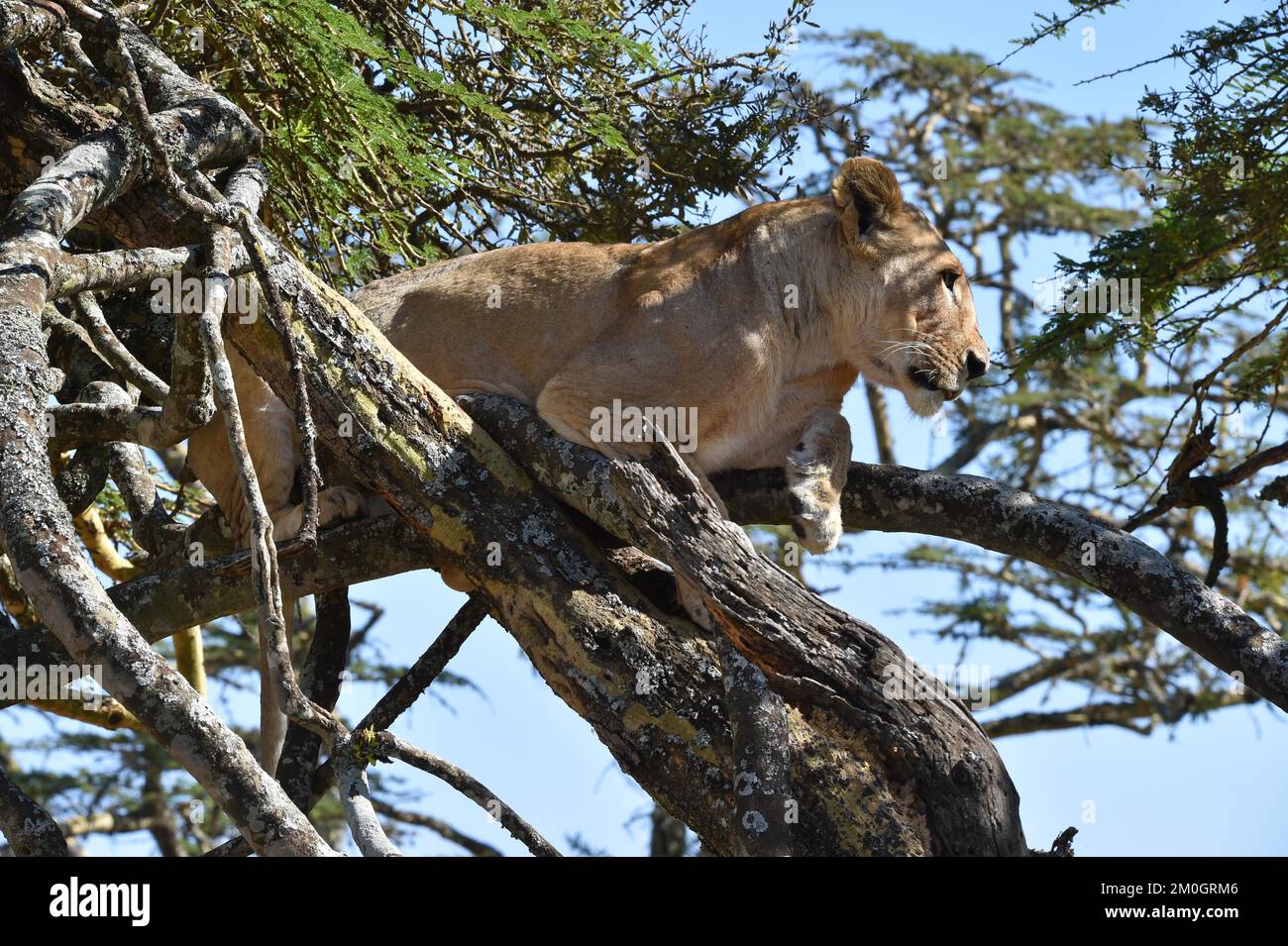 Lion (Panthera leo) Lioness, tree lion on an acacia tree in Kenya Stock ...