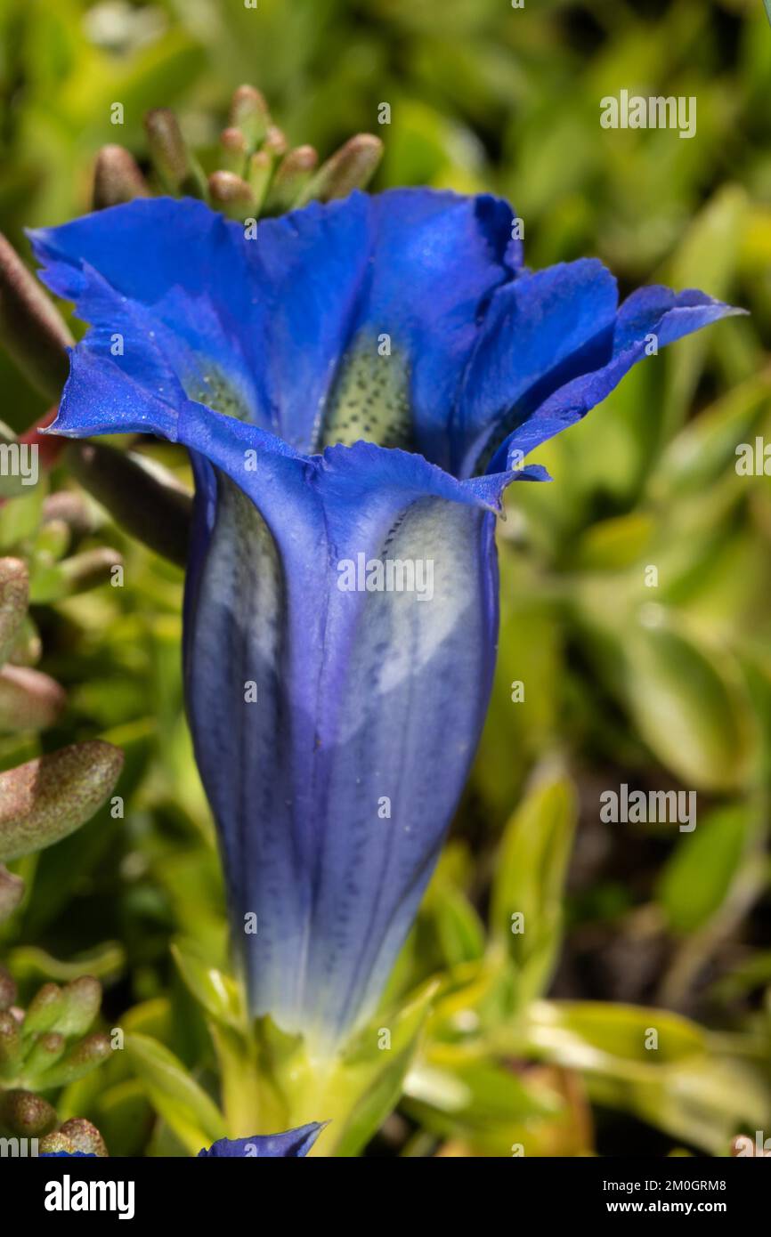 Large-flowered gentian blue flower Stock Photo - Alamy