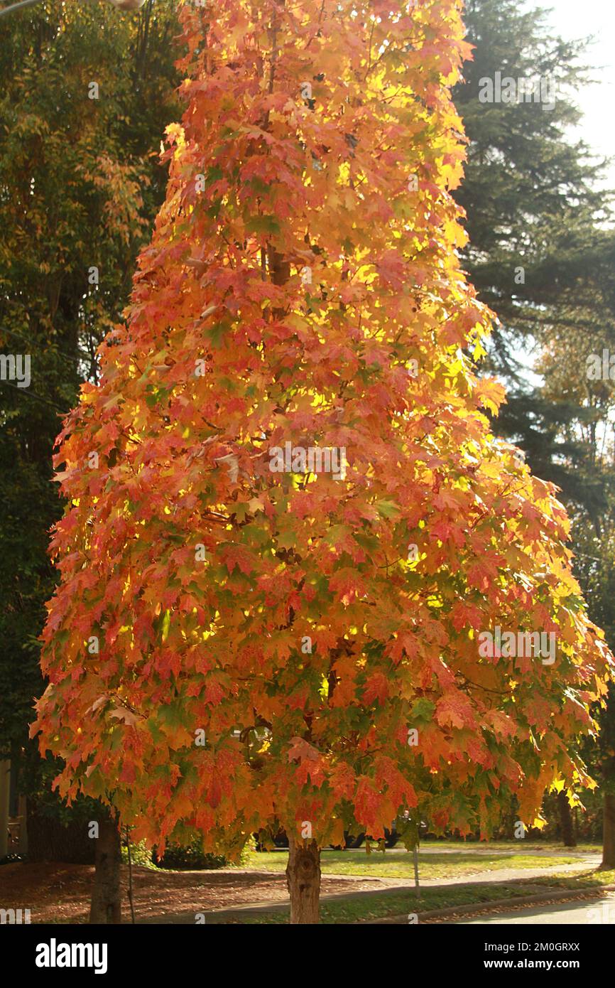 Ornamental maple tree in autumn Stock Photo - Alamy