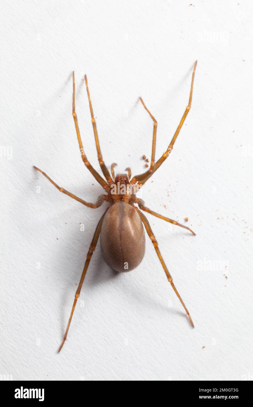 Arachnid Brown Recluse Spider Brown Recluse Spiders (June 6, 2013)