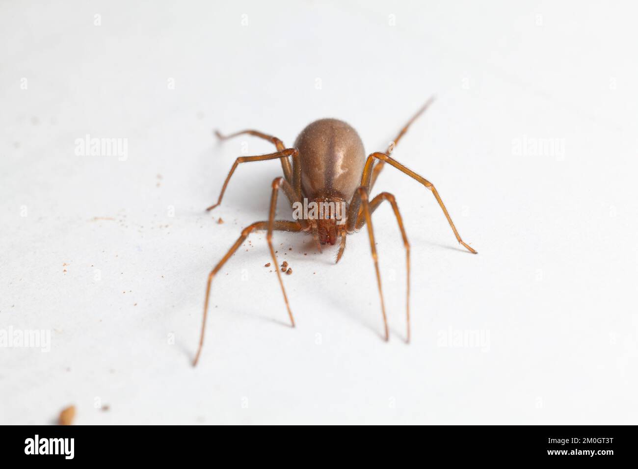 Brown recluse spider venom hi-res stock photography and images - Alamy