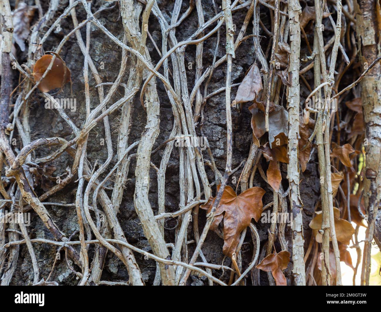 Hedera helix dead hi-res stock photography and images - Alamy
