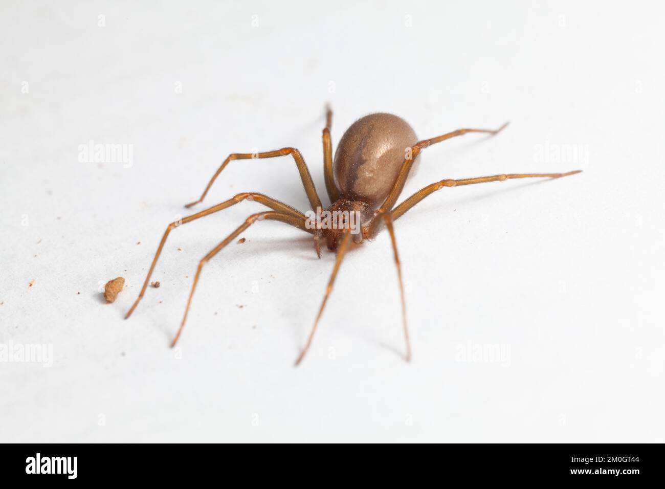 Female Brown Recluse Spider - poisonous arachnid Stock Photo - Alamy