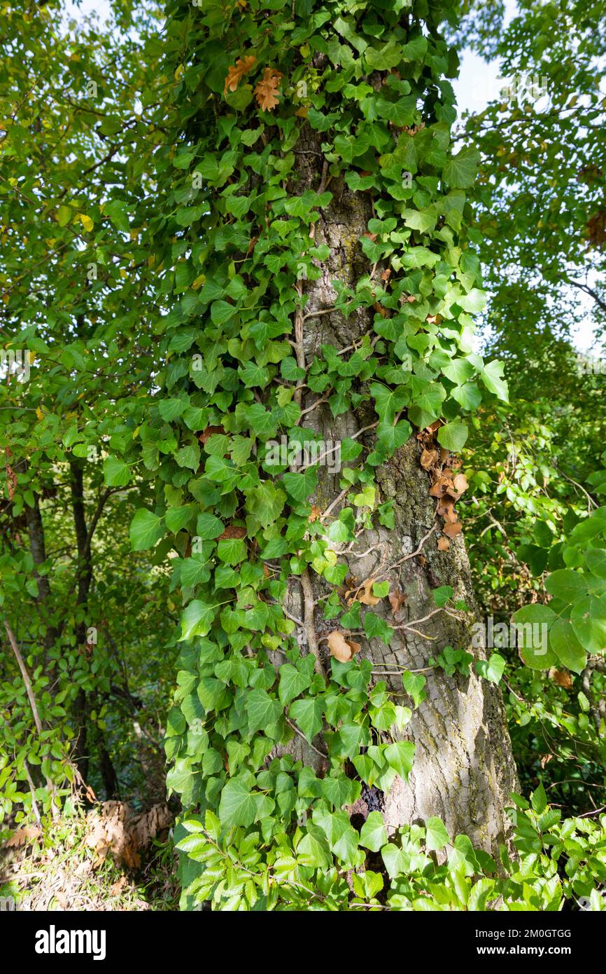 Encroaching tree hi-res stock photography and images - Alamy