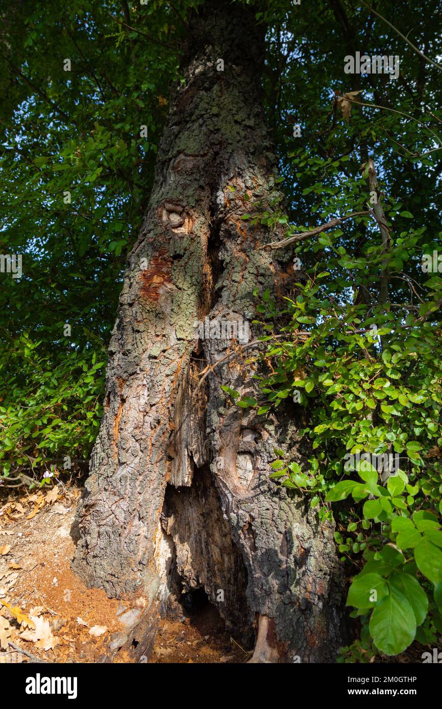 Goblin tree hi-res stock photography and images - Alamy