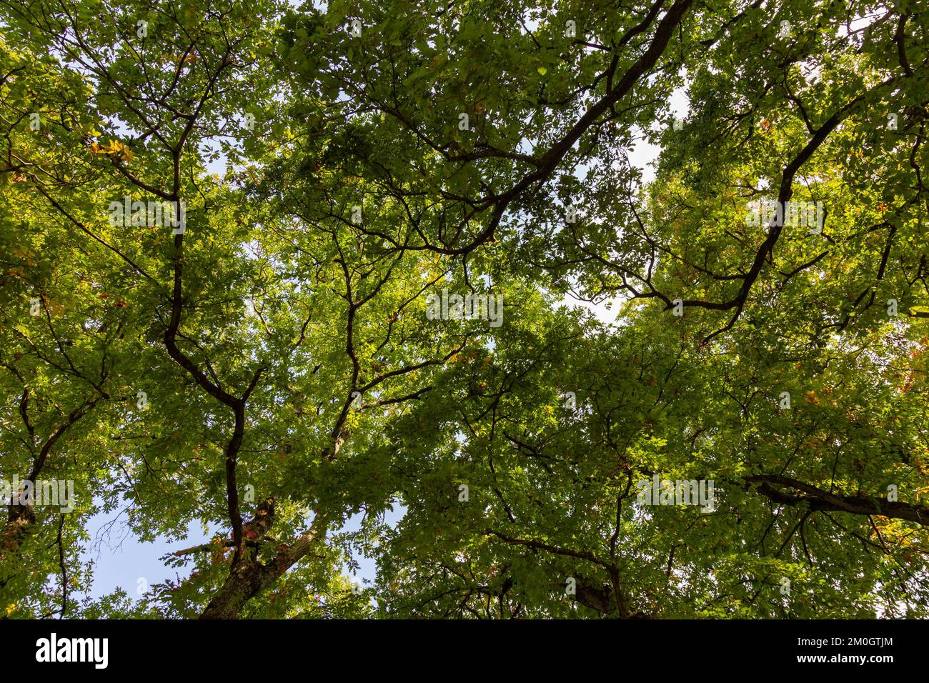 The branches of the trees in the forest seen from below Stock Photo - Alamy