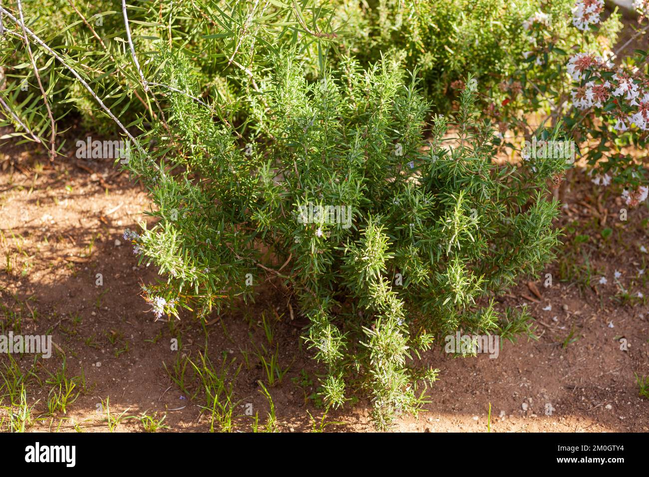 Flowering rosemary in the wild Stock Photo - Alamy