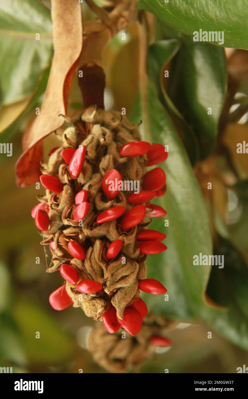 Magnolia seed pod hanging in the tree Stock Photo - Alamy