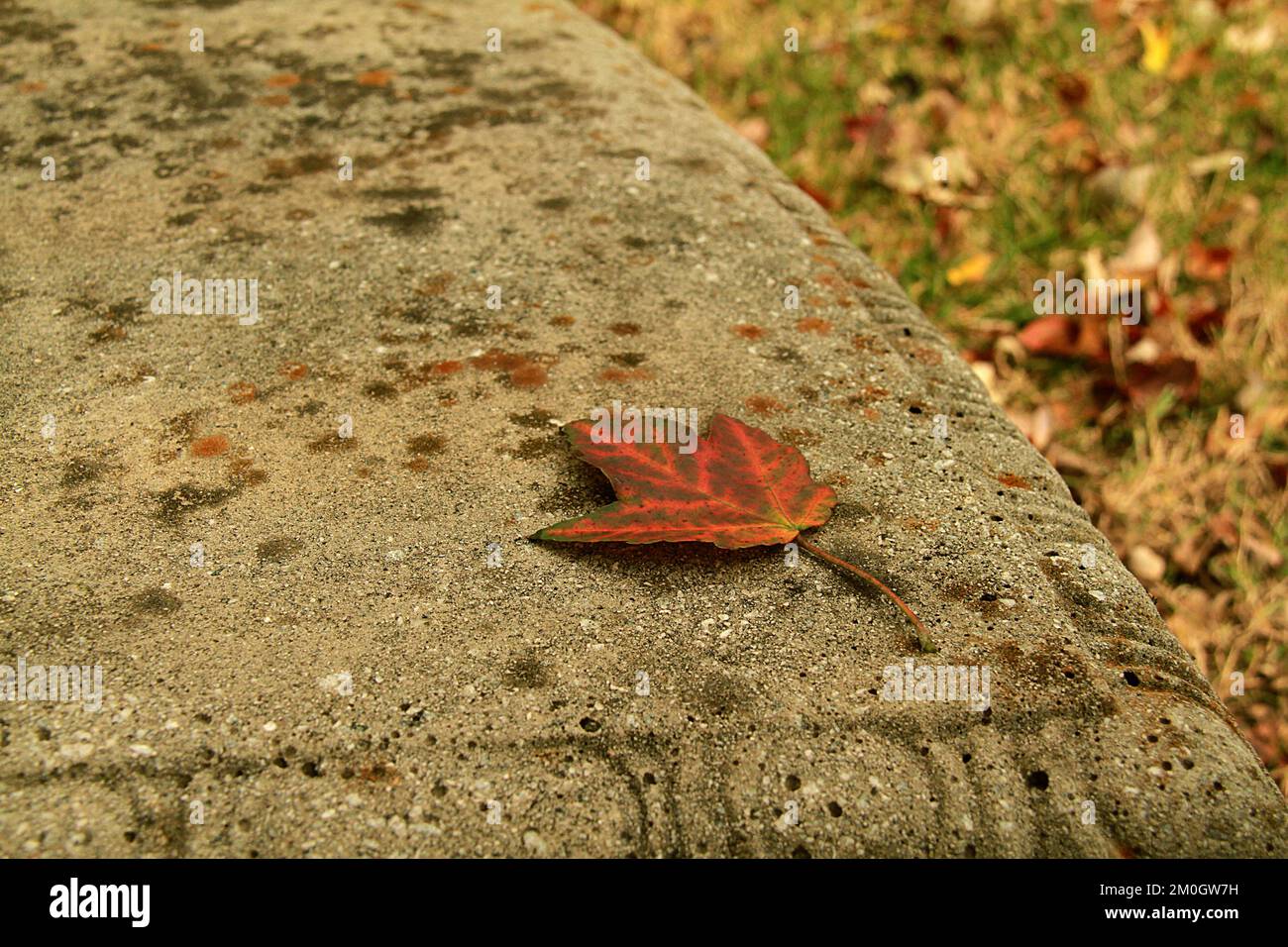 Two red maple leaves on a hi-res stock photography and images - Alamy