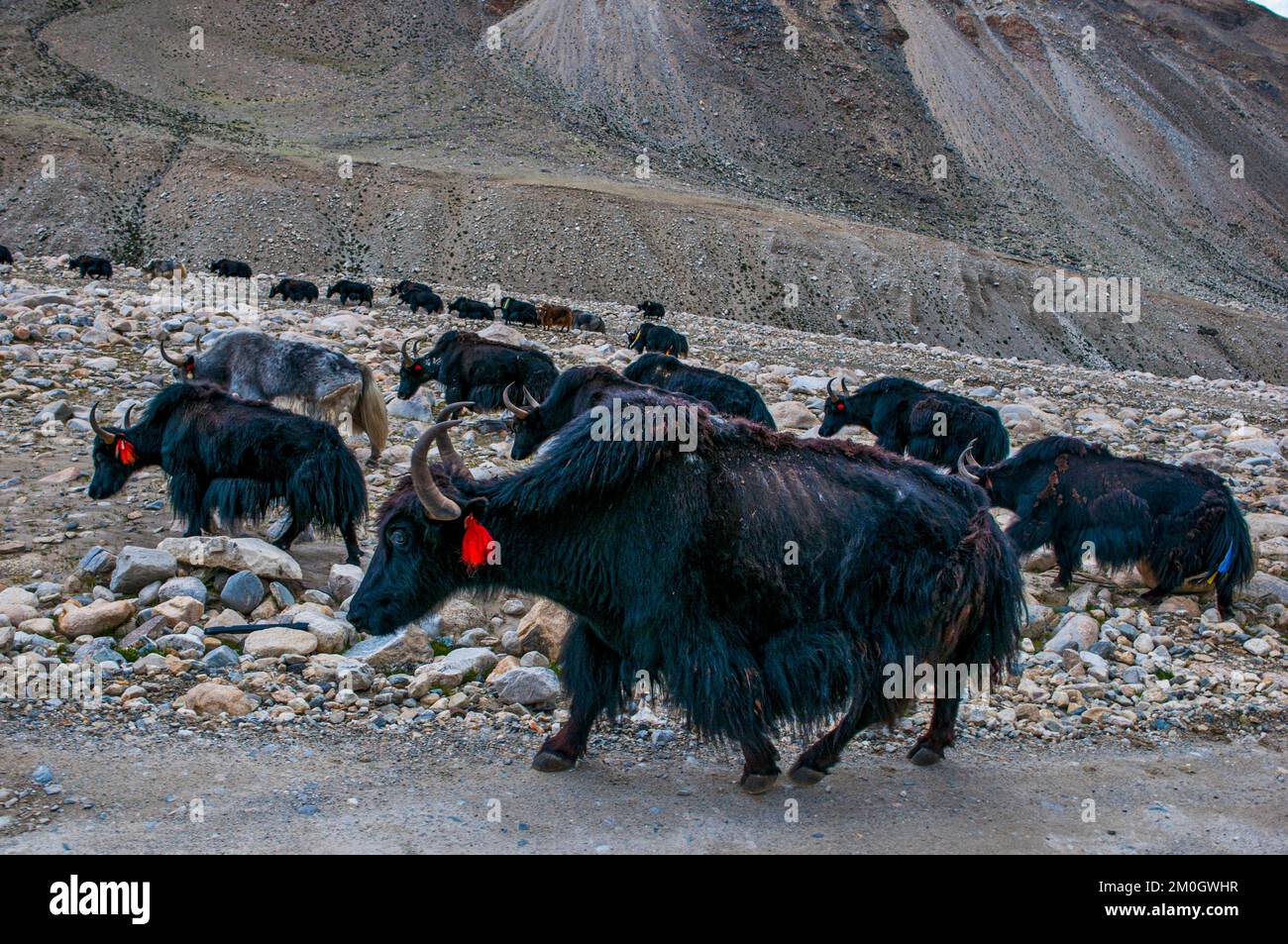 Yaks, Mount Everest, Tibet, Asia Stock Photo - Alamy