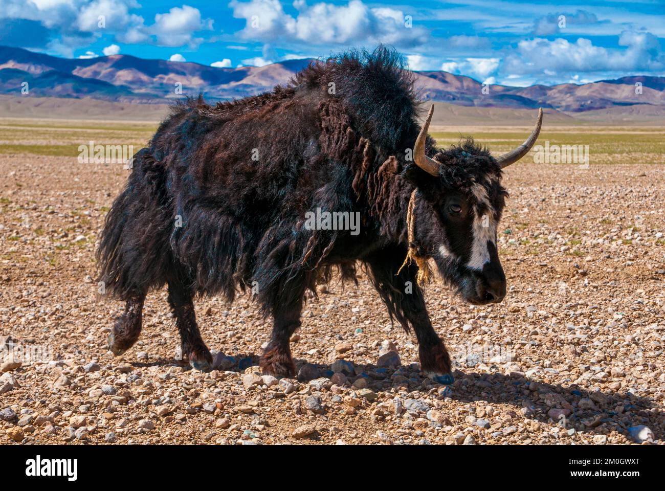 Yaks on the open wide tibetan landscape along the road from Tsochen to Lhasa, Western Tibet ...