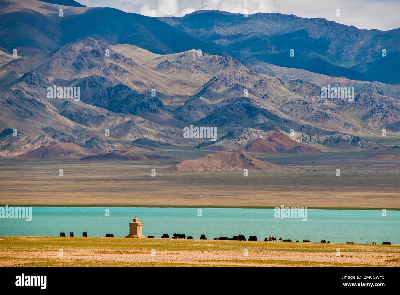 Yaks on the open wide tibetan landscape along the road from Tsochen to ...