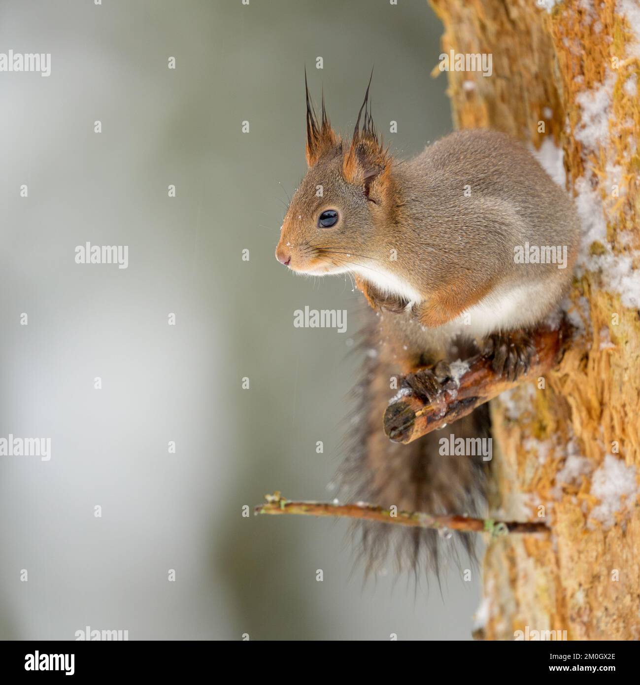 Cute Norwegian Red squirrel (Sciurus vulgaris) in ni snow Stock Photo ...