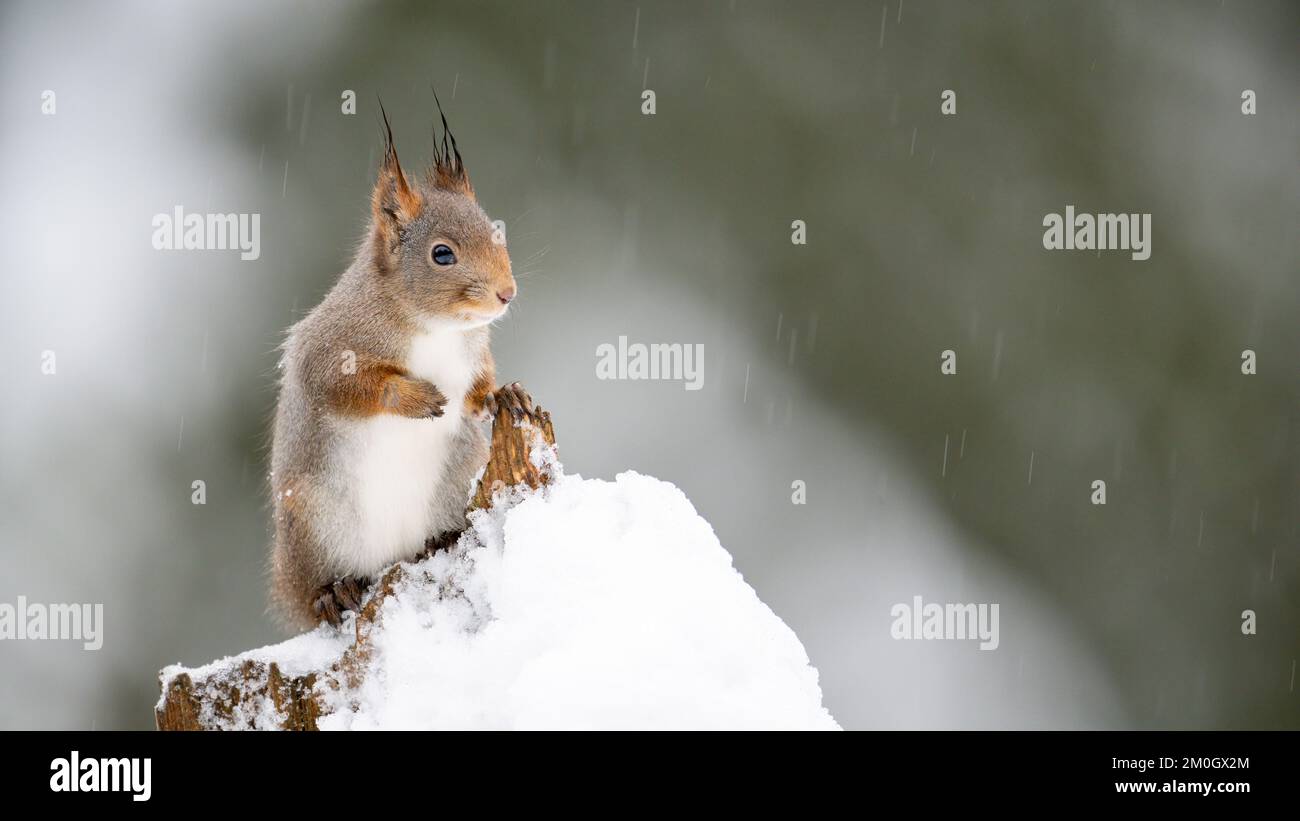 Cute Norwegian Red squirrel (Sciurus vulgaris) in ni snow Stock Photo ...