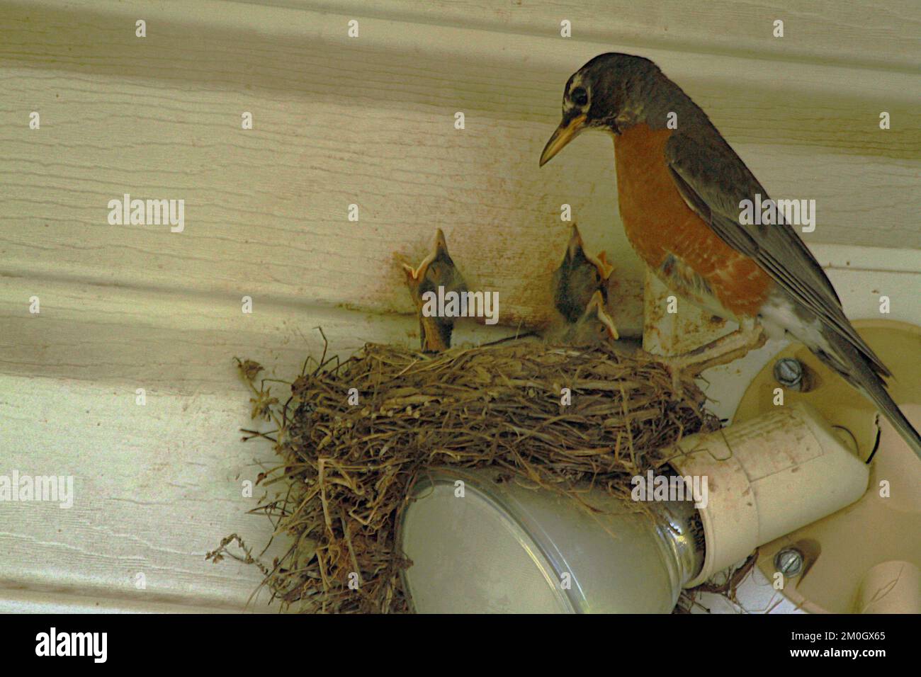 A Robin bird with its babies in nest Stock Photo - Alamy