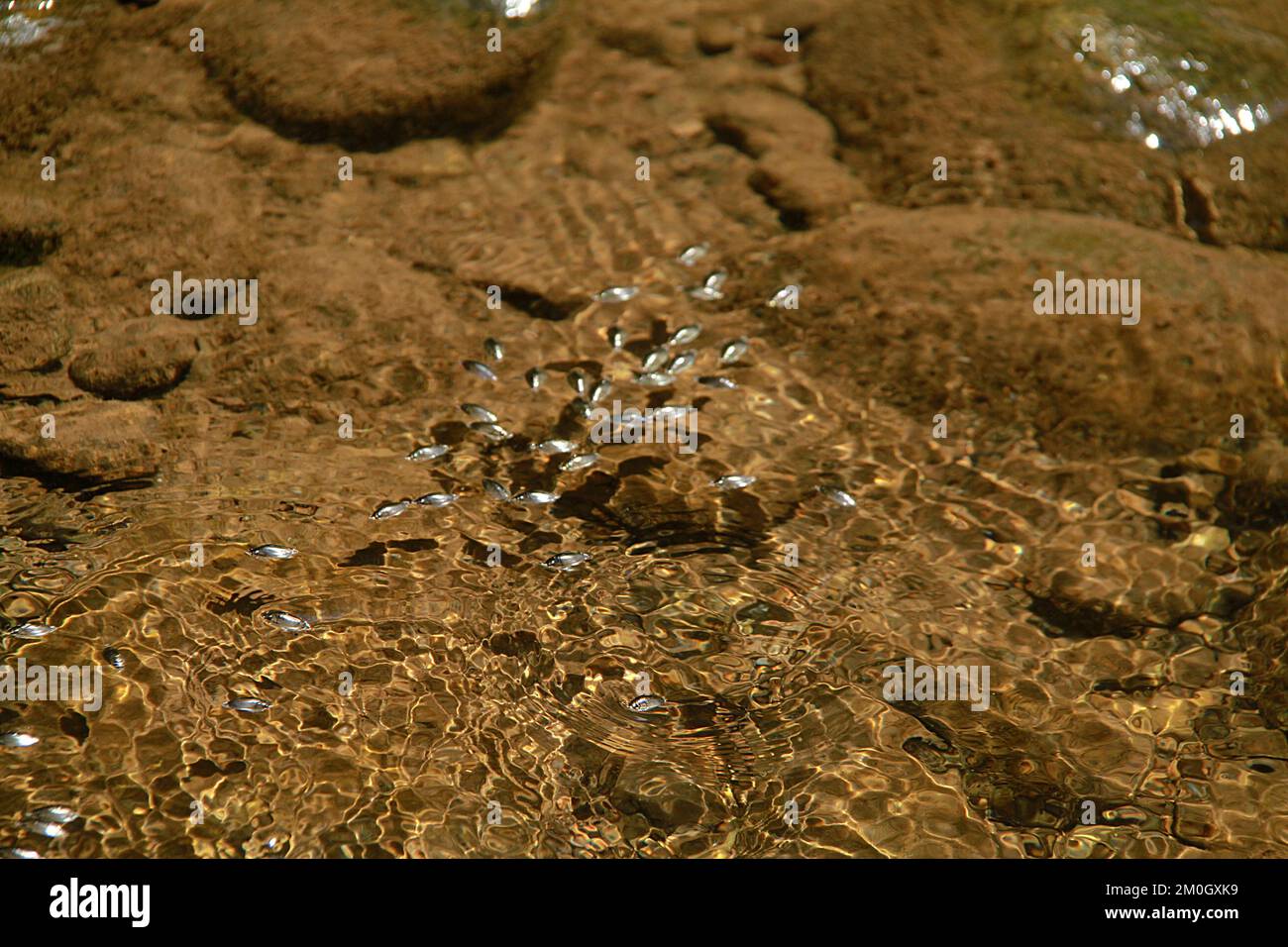 Water bugs hi-res stock photography and images - Alamy