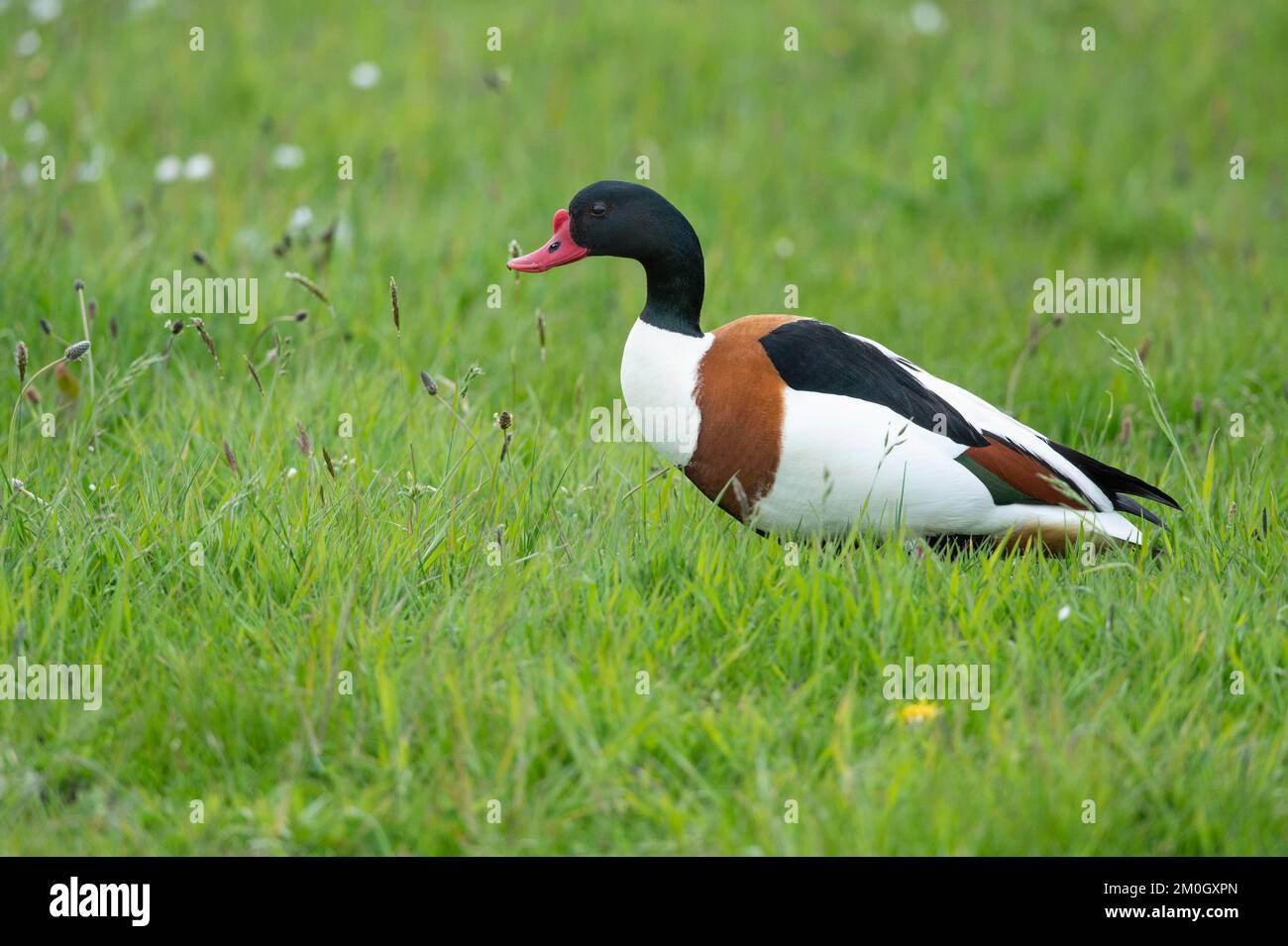 Common shelduck (Tadorna tadorna), mudflat bird, Den Helder, Texel ...